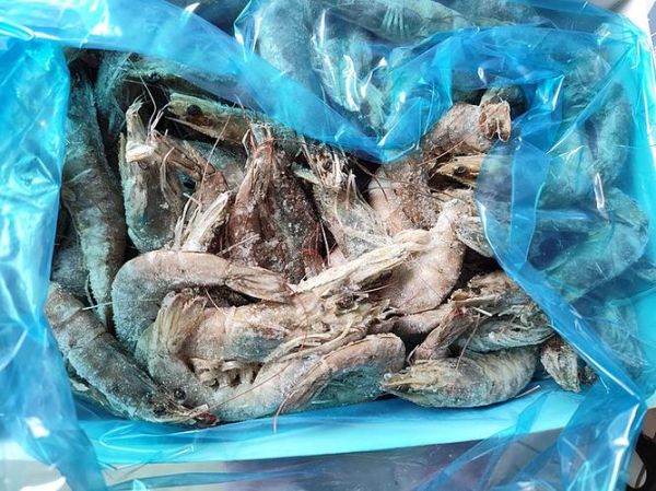 厄瓜多尔白虾检测出病毒_还能吃吗-第1张图片-山城妙识