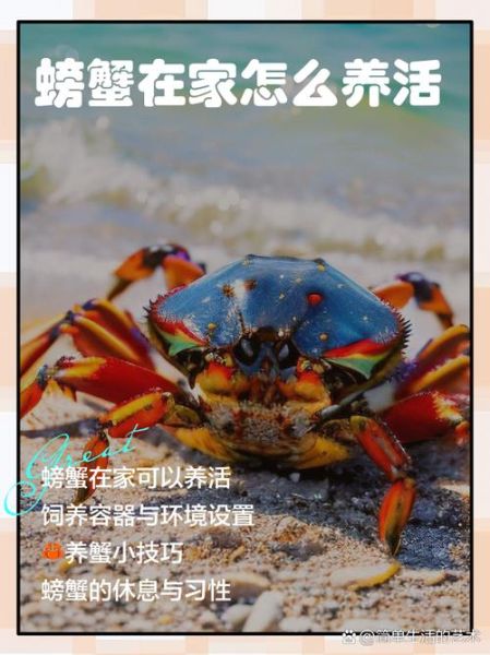 螃蟹在家怎么养_螃蟹在家养需要什么条件-第1张图片-山城妙识