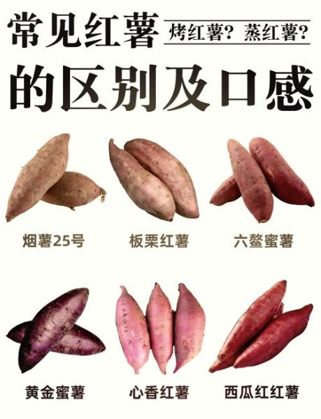番薯是红薯吗_红薯和番薯的区别-第2张图片-山城妙识