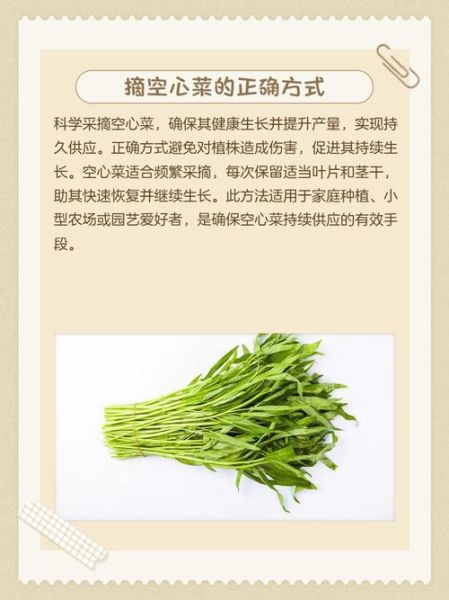 空心菜怎么摘菜图解_空心菜摘叶还是摘茎-第1张图片-山城妙识 空心菜怎么摘菜图解_空心菜摘叶还是摘茎-第1张图片-山城妙识
