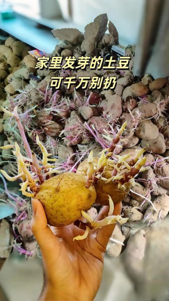 刚发芽的土豆还能吃吗_土豆发芽怎么处理-第3张图片-山城妙识