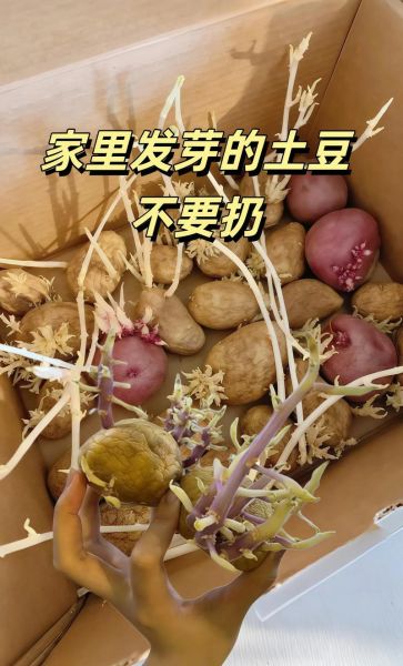 刚发芽的土豆还能吃吗_土豆发芽怎么处理-第2张图片-山城妙识