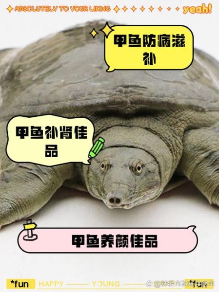 甲鱼的营养价值及功效与禁忌_什么人不能吃甲鱼-第1张图片-山城妙识 甲鱼的营养价值及功效与禁忌_什么人不能吃甲鱼-第1张图片-山城妙识