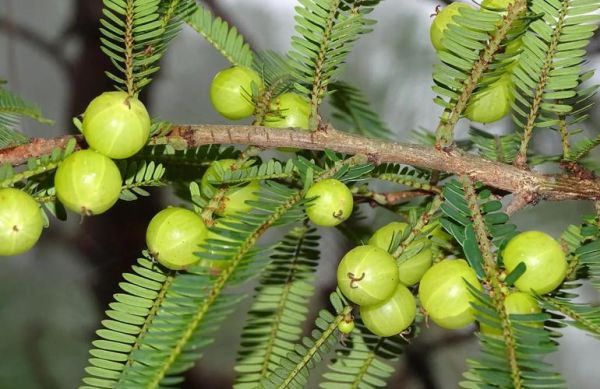 橄榄枝的象征意义是什么_橄榄枝代表什么-第3张图片-山城妙识