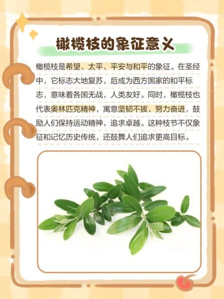 橄榄枝的象征意义是什么_橄榄枝代表什么-第1张图片-山城妙识