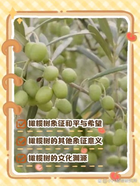 橄榄枝的象征意义是什么_橄榄枝代表什么-第2张图片-山城妙识