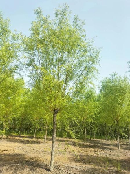 柳树怎么种植_柳树多久能长大-第1张图片-山城妙识