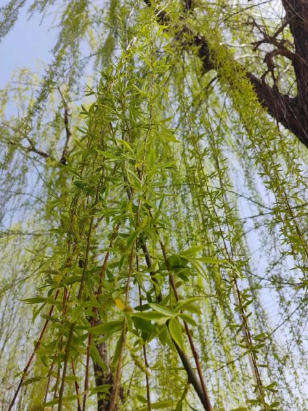 柳树怎么种植_柳树多久能长大-第2张图片-山城妙识