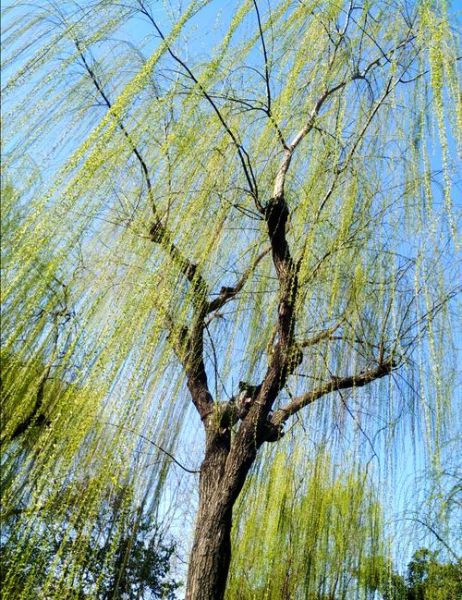 柳树怎么种植_柳树多久能长大-第3张图片-山城妙识