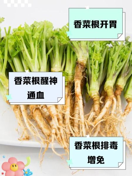 香菜根能种出香菜吗_香菜根种植方法-第1张图片-山城妙识