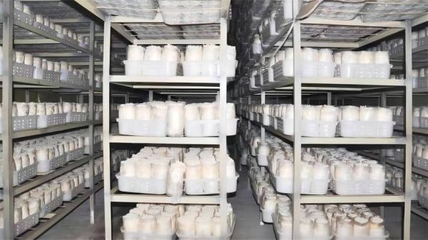 金针菇栽培技术视频_如何在家种出高产金针菇-第2张图片-山城妙识 金针菇栽培技术视频_如何在家种出高产金针菇-第2张图片-山城妙识