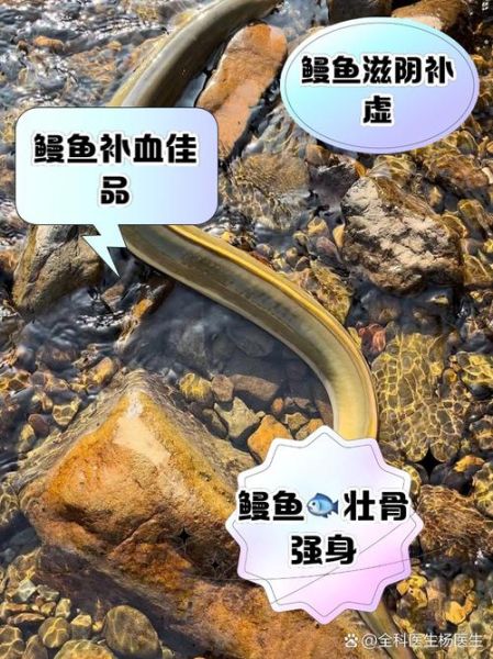 海鳗鱼的营养价值及功效与禁忌_什么人不能吃-第1张图片-山城妙识