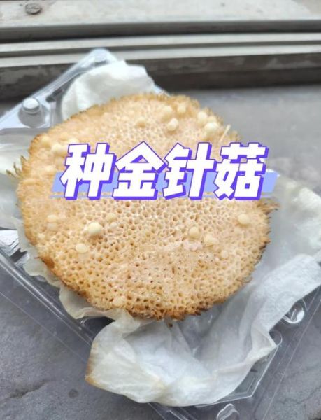 金针菇栽培技术视频_如何在家种出高产金针菇-第1张图片-山城妙识 金针菇栽培技术视频_如何在家种出高产金针菇-第1张图片-山城妙识