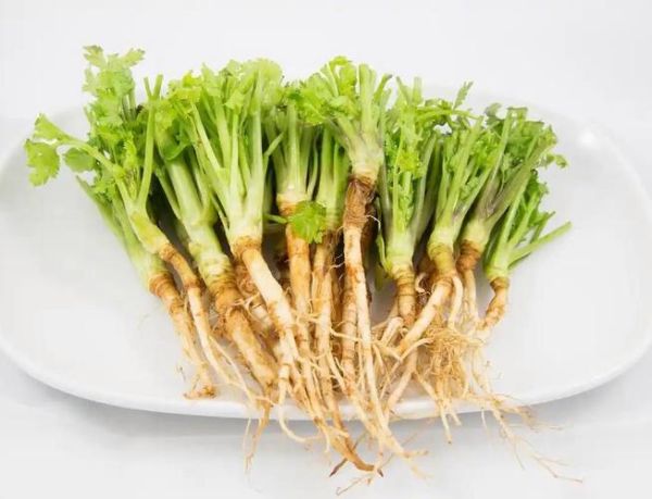 香菜根能种出香菜吗_香菜根种植方法-第2张图片-山城妙识