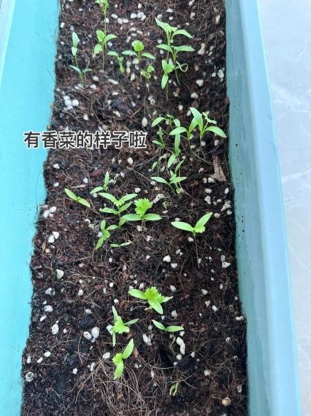香菜根能种出香菜吗_香菜根种植方法-第3张图片-山城妙识