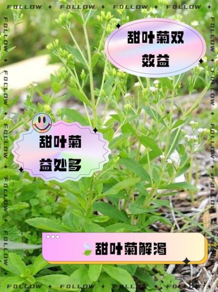 甜叶菊的作用与功效_甜叶菊可以降血糖吗-第1张图片-山城妙识