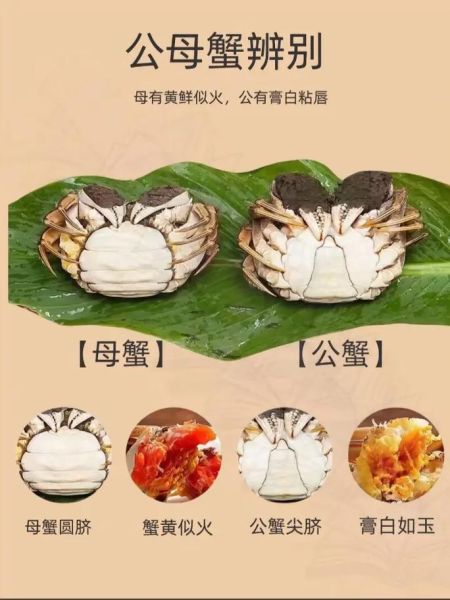 公螃蟹和母螃蟹的区别_如何一眼分辨-第1张图片-山城妙识 公螃蟹和母螃蟹的区别_如何一眼分辨-第1张图片-山城妙识