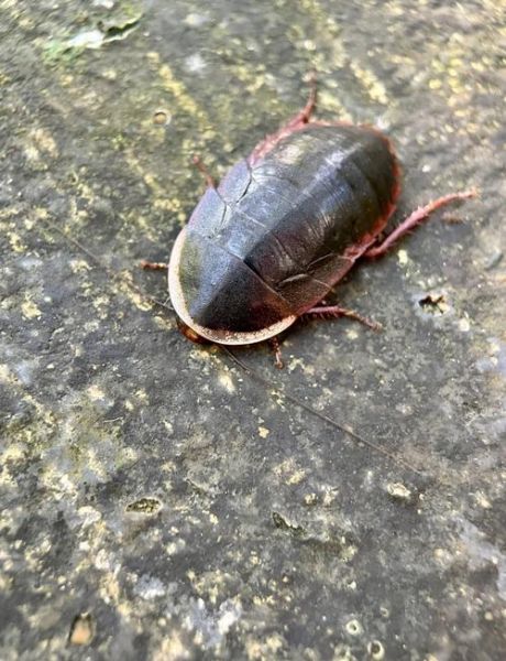 土鳖虫图片长什么样_土鳖虫图片怎么鉴别真假-第2张图片-山城妙识 土鳖虫图片长什么样_土鳖虫图片怎么鉴别真假-第2张图片-山城妙识