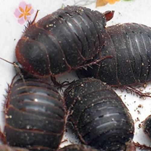 土鳖虫图片长什么样_土鳖虫图片怎么鉴别真假-第1张图片-山城妙识 土鳖虫图片长什么样_土鳖虫图片怎么鉴别真假-第1张图片-山城妙识