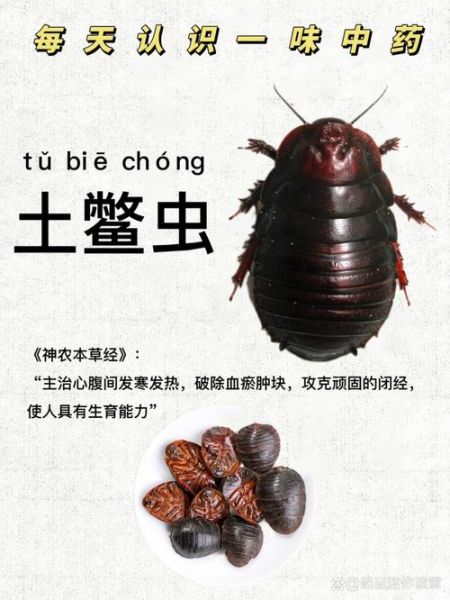 土鳖虫图片长什么样_土鳖虫图片怎么鉴别真假-第3张图片-山城妙识 土鳖虫图片长什么样_土鳖虫图片怎么鉴别真假-第3张图片-山城妙识