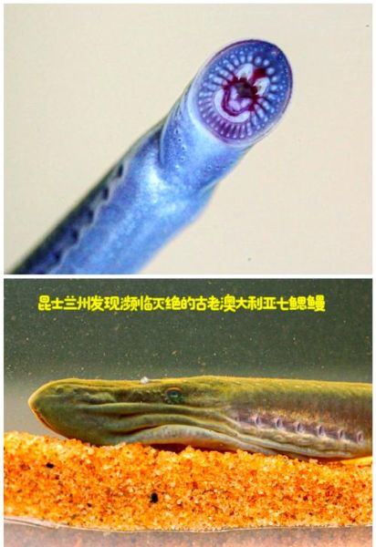 七鳃鳗鱼长什么样_七鳃鳗鱼有毒吗-第1张图片-山城妙识