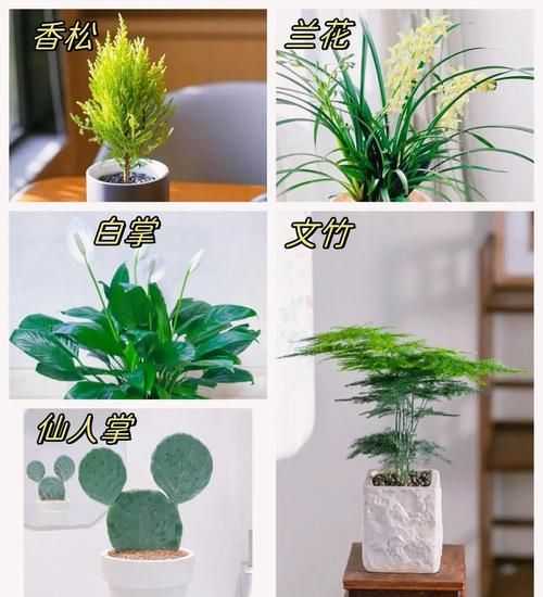 防辐射盆栽十大排名_哪些植物防辐射效果最好-第2张图片-山城妙识 防辐射盆栽十大排名_哪些植物防辐射效果最好-第2张图片-山城妙识