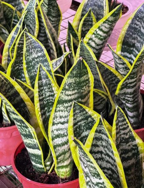 防辐射盆栽十大排名_哪些植物防辐射效果最好-第1张图片-山城妙识 防辐射盆栽十大排名_哪些植物防辐射效果最好-第1张图片-山城妙识