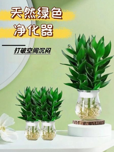 防辐射盆栽十大排名_哪些植物防辐射效果最好-第3张图片-山城妙识 防辐射盆栽十大排名_哪些植物防辐射效果最好-第3张图片-山城妙识