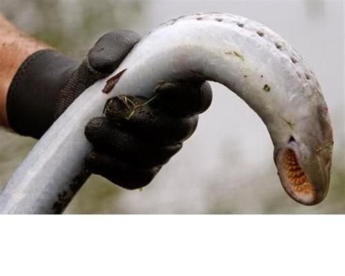 七鳃鳗鱼长什么样_七鳃鳗鱼有毒吗-第3张图片-山城妙识