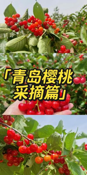 吃樱桃的季节是几月份_樱桃什么时候成熟-第1张图片-山城妙识 吃樱桃的季节是几月份_樱桃什么时候成熟-第1张图片-山城妙识