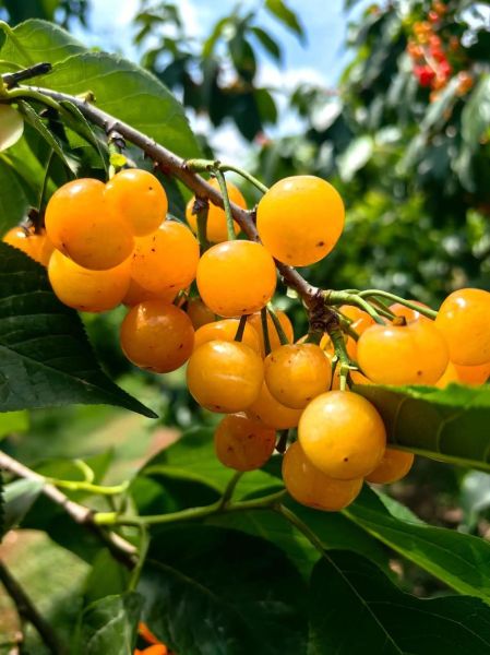 吃樱桃的季节是几月份_樱桃什么时候成熟-第2张图片-山城妙识 吃樱桃的季节是几月份_樱桃什么时候成熟-第2张图片-山城妙识