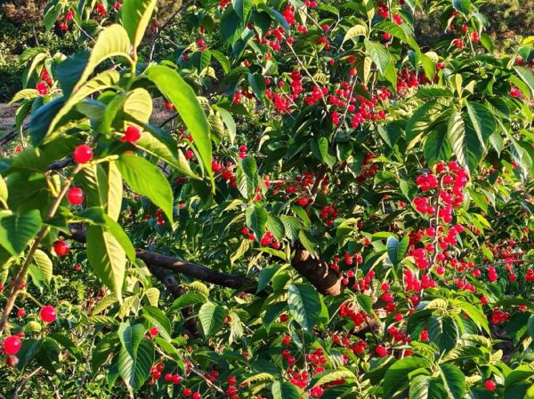 吃樱桃的季节是几月份_樱桃什么时候成熟-第3张图片-山城妙识 吃樱桃的季节是几月份_樱桃什么时候成熟-第3张图片-山城妙识