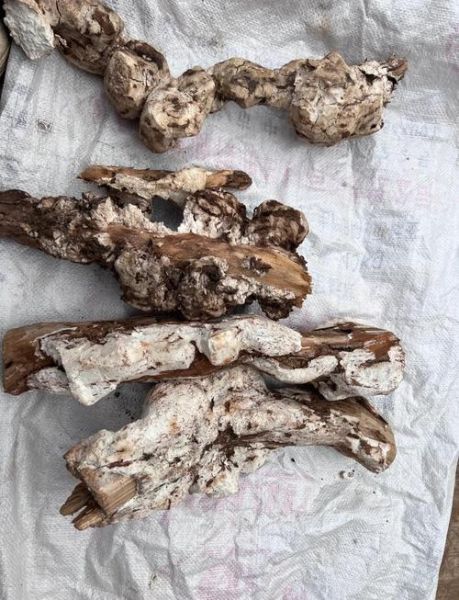 茯神木的功效与作用_茯神木能治失眠吗-第1张图片-山城妙识