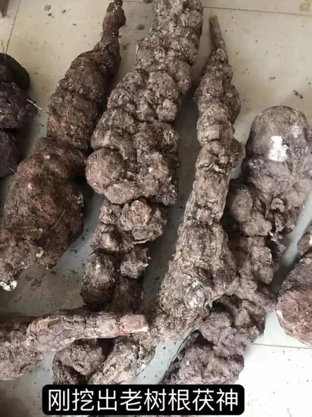 茯神木的功效与作用_茯神木能治失眠吗-第2张图片-山城妙识