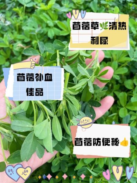 苜蓿的功效与作用_苜蓿怎么吃最营养-第3张图片-山城妙识