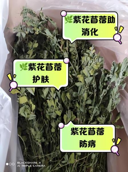 苜蓿的功效与作用_苜蓿怎么吃最营养-第1张图片-山城妙识