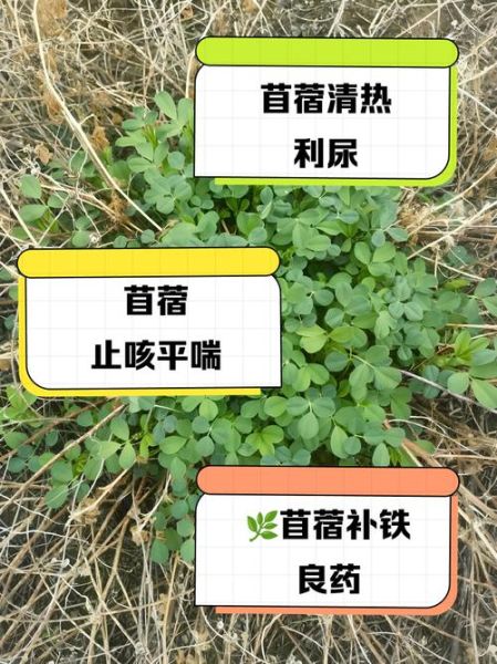 苜蓿的功效与作用_苜蓿怎么吃最营养-第2张图片-山城妙识