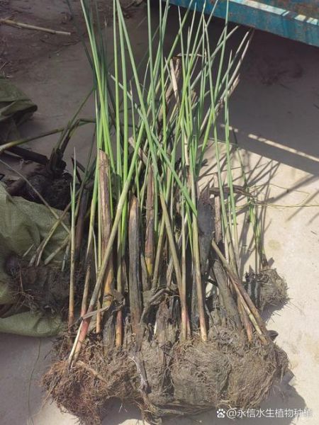芦苇苗批发基地在哪里_芦苇苗批发价格多少钱-第1张图片-山城妙识