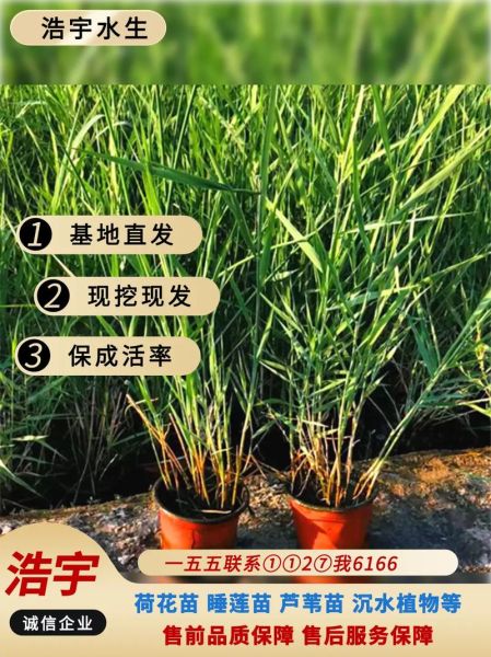 芦苇苗批发基地在哪里_芦苇苗批发价格多少钱-第2张图片-山城妙识