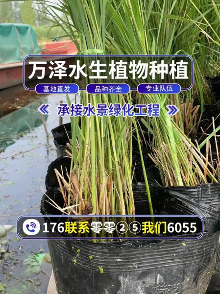 芦苇苗批发基地在哪里_芦苇苗批发价格多少钱-第3张图片-山城妙识