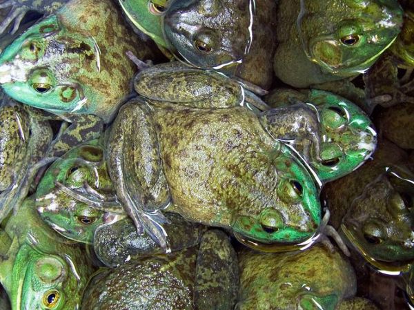 牛蛙是什么_牛蛙和青蛙有什么区别-第2张图片-山城妙识 牛蛙是什么_牛蛙和青蛙有什么区别-第2张图片-山城妙识