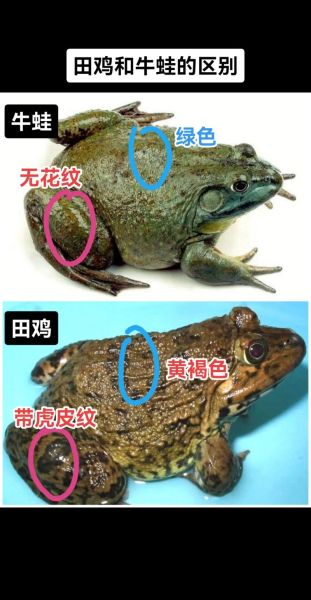牛蛙是什么_牛蛙和青蛙有什么区别-第1张图片-山城妙识 牛蛙是什么_牛蛙和青蛙有什么区别-第1张图片-山城妙识