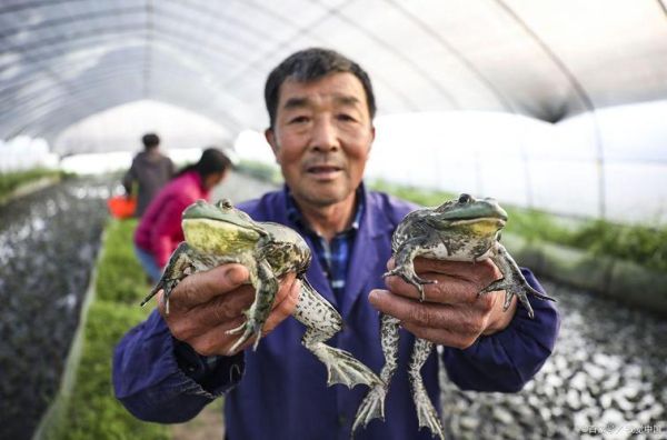 牛蛙是什么_牛蛙和青蛙有什么区别-第3张图片-山城妙识 牛蛙是什么_牛蛙和青蛙有什么区别-第3张图片-山城妙识