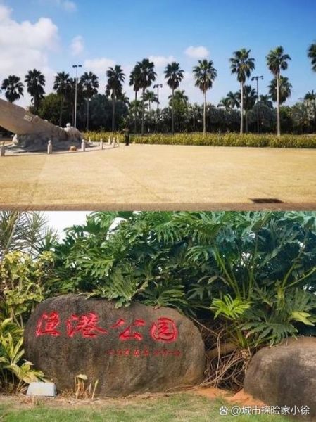 椰子树多久结果_椰子树适合种在哪里-第3张图片-山城妙识