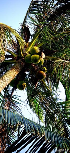 椰子树多久结果_椰子树适合种在哪里-第2张图片-山城妙识