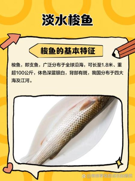 梭鱼有毒为什么还卖_梭鱼毒素怎么去除-第3张图片-山城妙识 梭鱼有毒为什么还卖_梭鱼毒素怎么去除-第3张图片-山城妙识