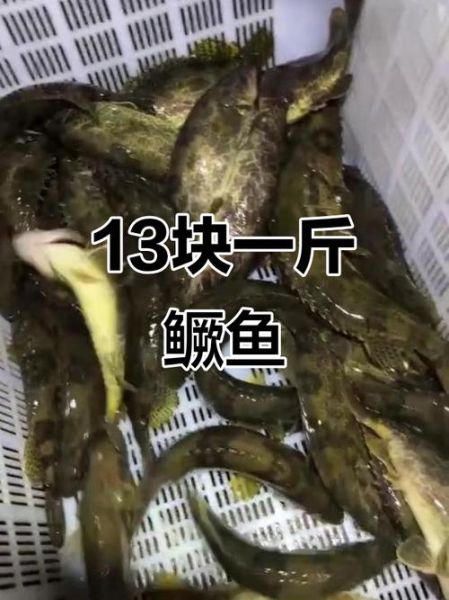 桂花鱼多少钱一斤_桂花鱼价格行情-第3张图片-山城妙识