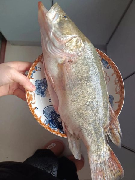 桂花鱼多少钱一斤_桂花鱼价格行情-第2张图片-山城妙识