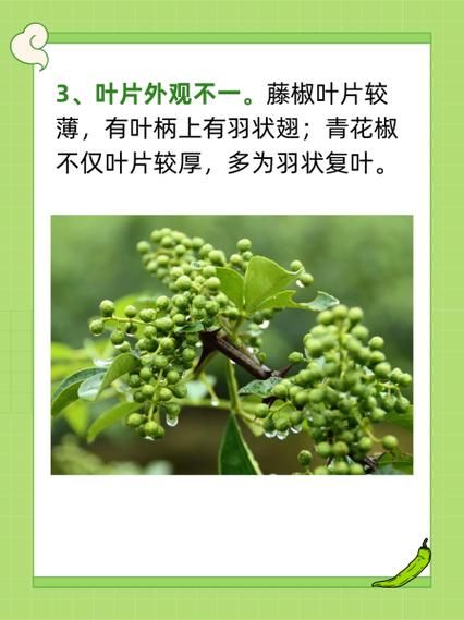 青花椒怎么保存_青花椒和藤椒的区别-第1张图片-山城妙识
