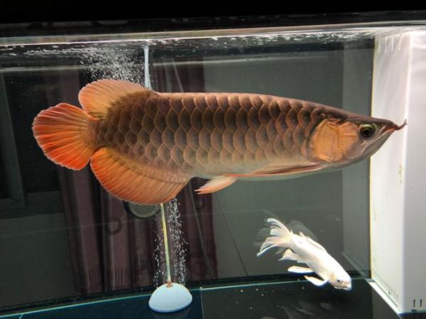 吴郭鱼灵异事件真相_半夜听到鱼叫怎么办-第2张图片-山城妙识